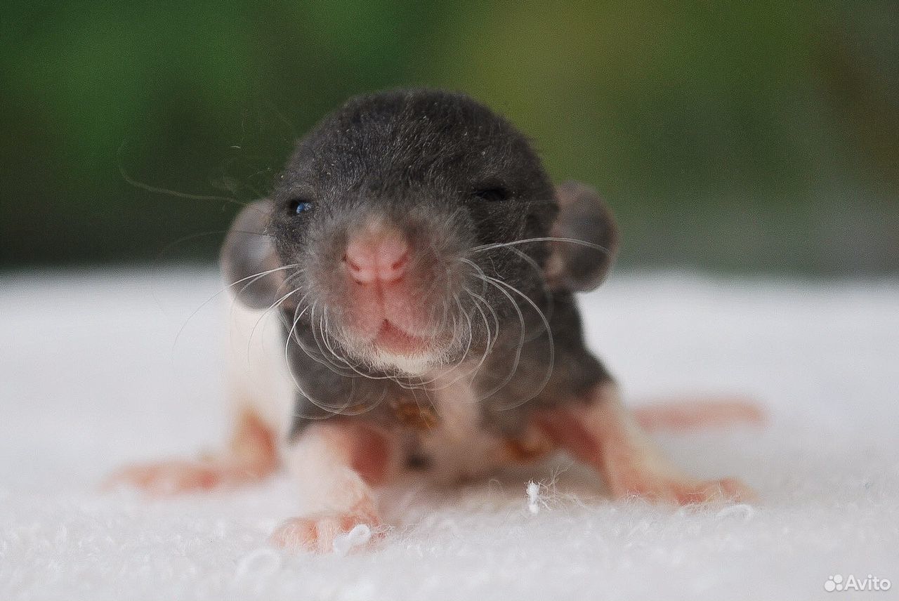 Питомник крыс