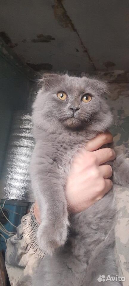 Молли ищет семью