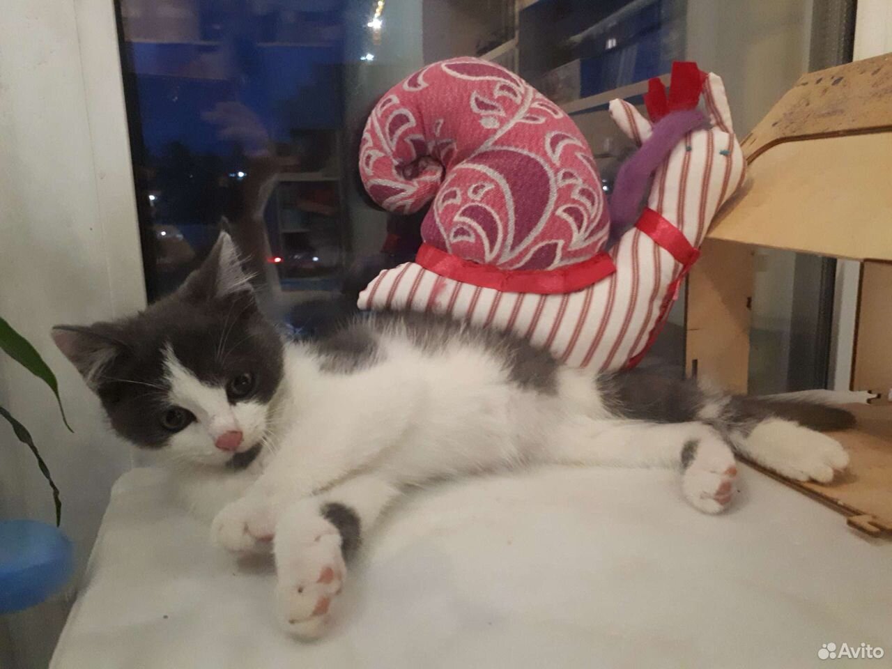 Котенок, 2.5 месяца Приучен ко всему