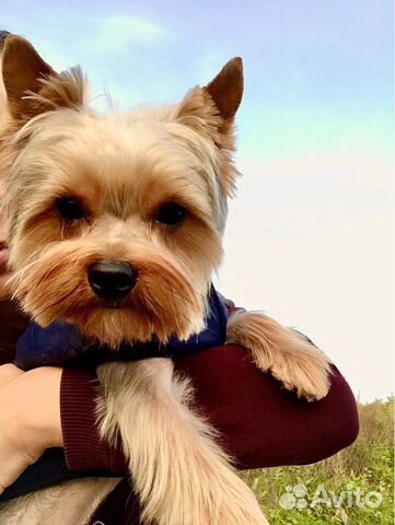 Вязка Йорширский терьер