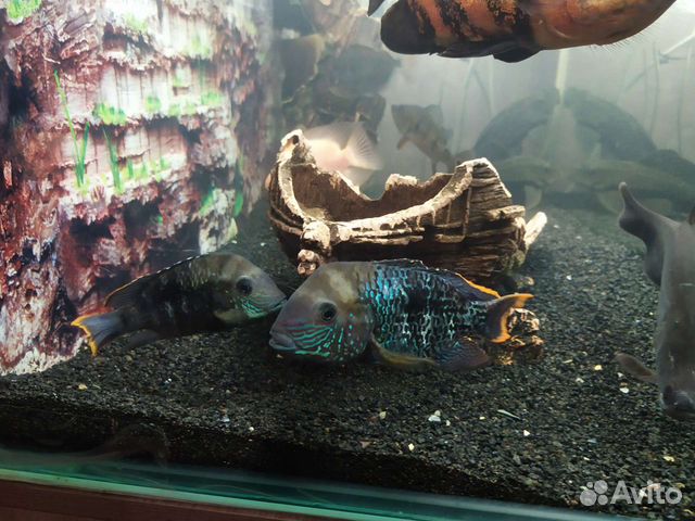 Пара акар берюзовых