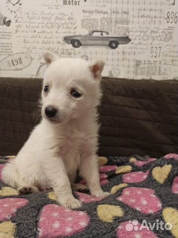 Малышка Белла