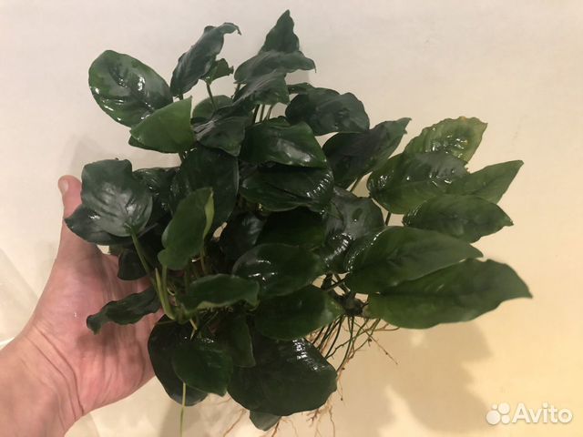 Анубиас Бартера