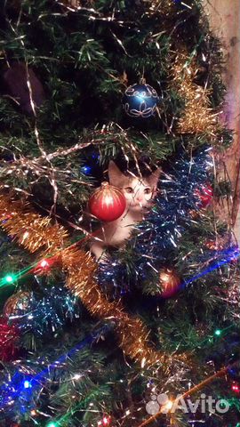 Котенок, кошечка 3 месяца маленькая умница