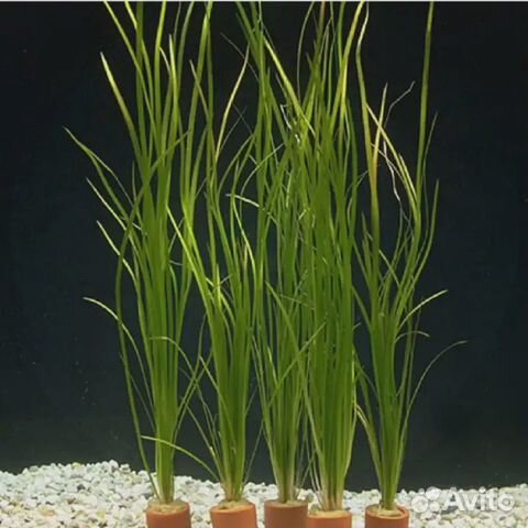 Валиснерия