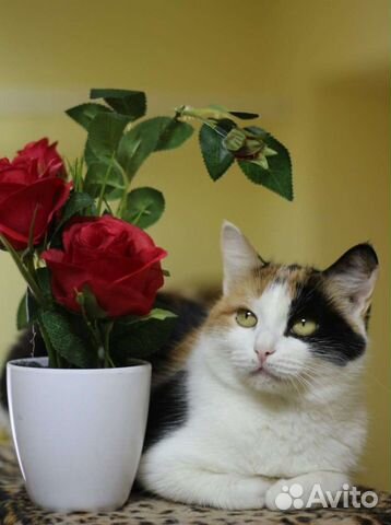 Кошка в добрые руки