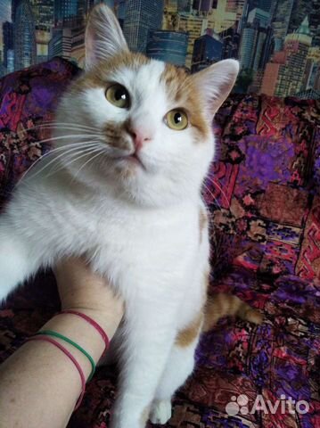 Котик Пончик-ласковый подросток месяцев 8