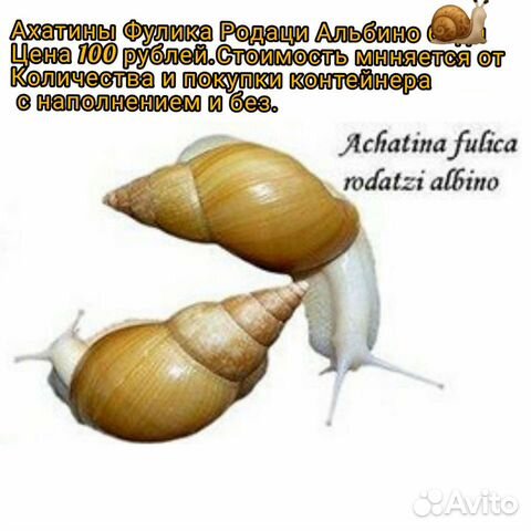 Улитки Ахатины