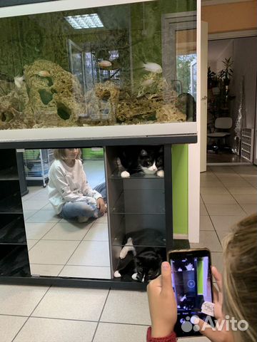 Продаются рыбки