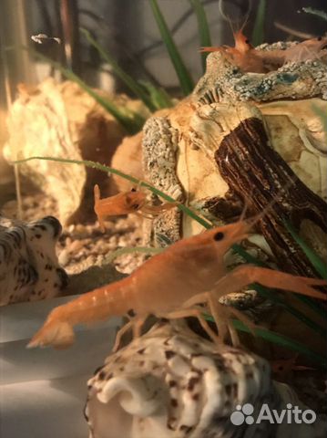 Калифорнийские раки