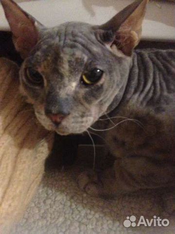 Кот кастрированный