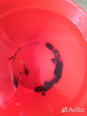 Сомы анциструс (прилипалы)