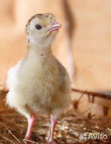 Суточные цыплята