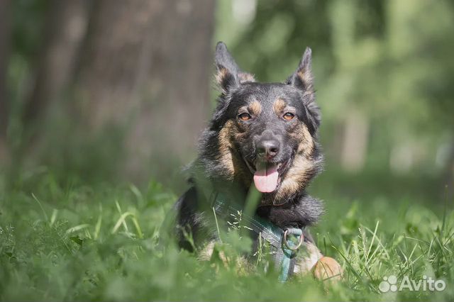 Мини овчарка Леся
