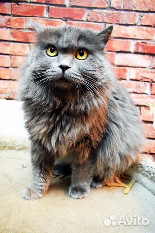 Кошечка Зефирка 1,5 года