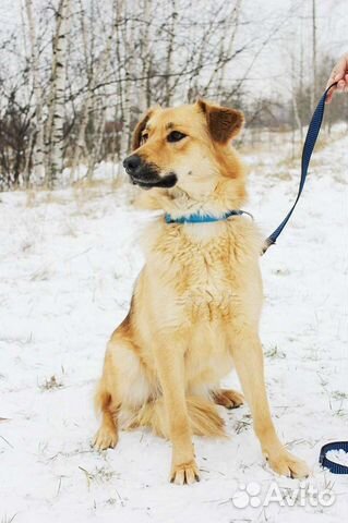 Собака из приюта очень ищет дом