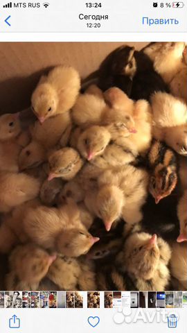 Цыплята перепелов