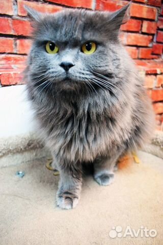 Кошечка Зефирка 1,5 года британская