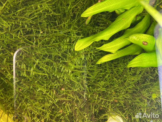 Мох, валиснерия,криптокарина