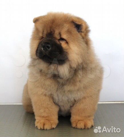 Продам очаровательного щенка чау-чау