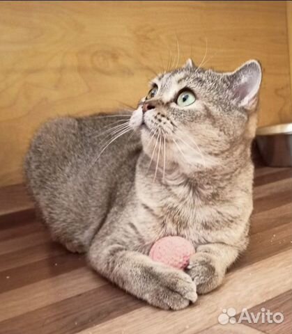 Бедная шотландка кошка Лилу в добрые руки