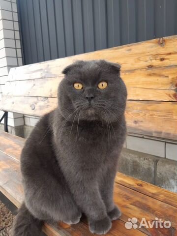 Британский кот вязка