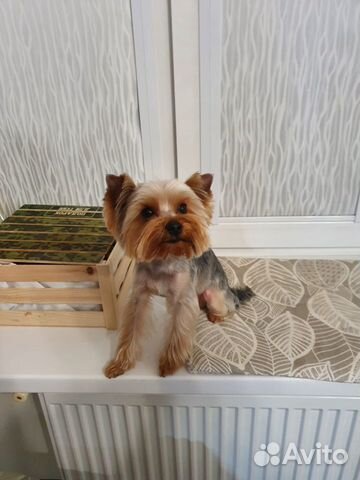 Йоркширский терьер вязка