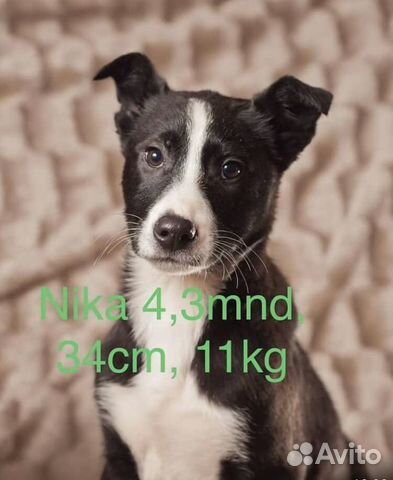 Милая нежная щенок, вырастет по колено