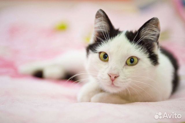 Отдам котенка