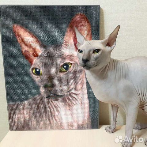 Донской сфинкс вязка