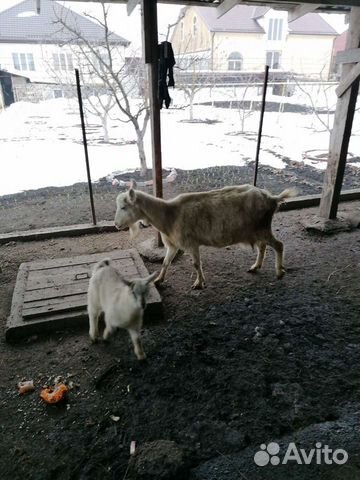 Козлята с козой