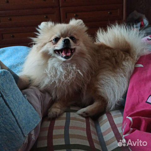 Шпиц померанский девочка 2.5 года