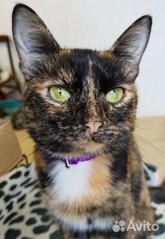 Кошка Урсула