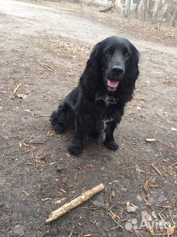 Русский спаниель вязка