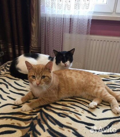 Котики ищут дом или передержку