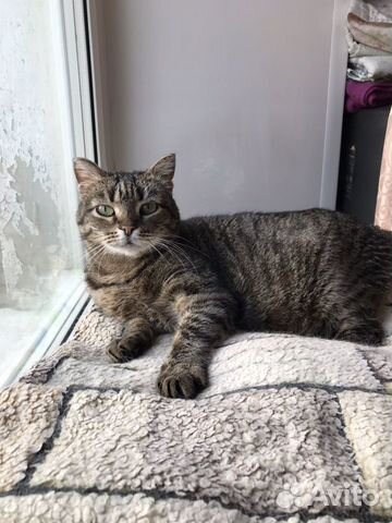 Кошка бесплатно