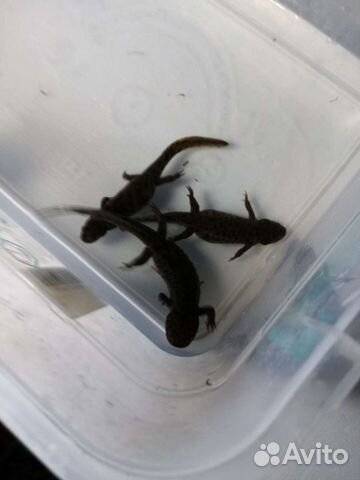 Ребристые или Испанские тритоны.Аквариум под них