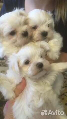 Кукольный малыш мальтезе