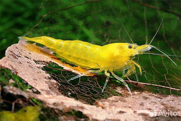 Жёлтая креветка, улитка Хилена