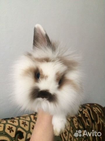 Вязка декоративная крольчиха