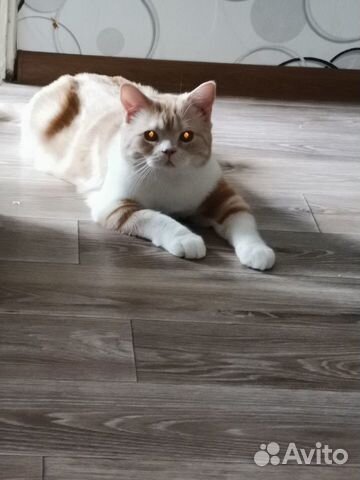 Отдам шотландского котика