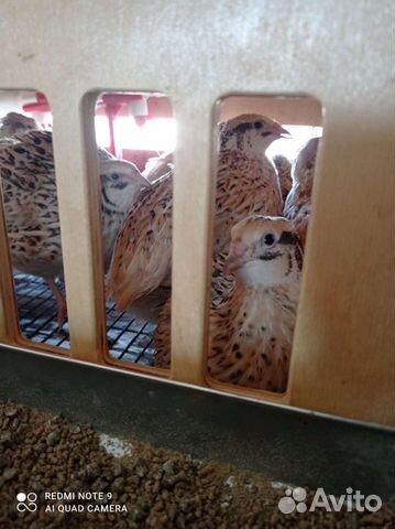 Яйца перепелиные инкубационное