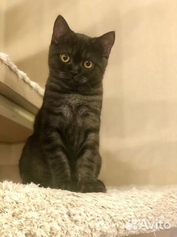 Британские котята, настоящие красавицы