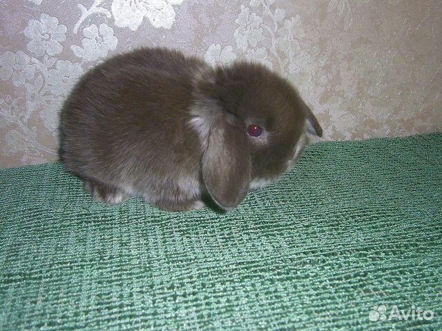 Декоративный вислоухий кролик из питомника