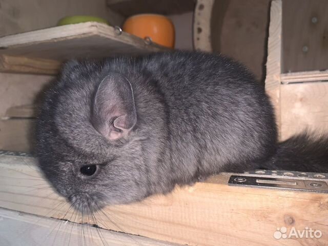 Ангора 100 фио, 67 нс и беж сапфир 100 на нф