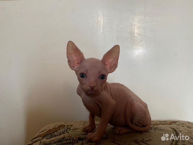 Милые котятки канадский сфинкс