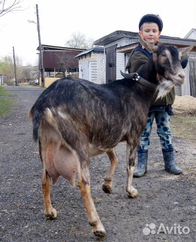 Дойная козочка