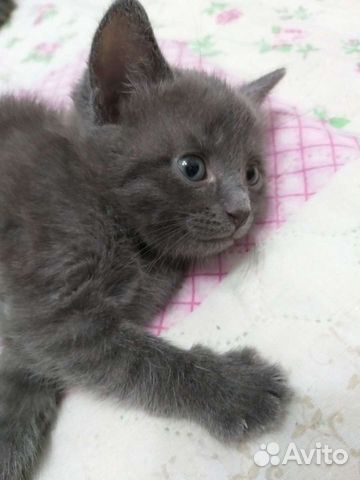 Котята