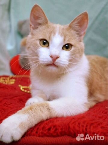 Котик 10 мес