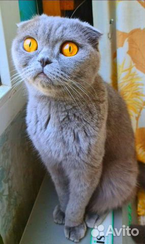 Шотландская вислоухая кошка